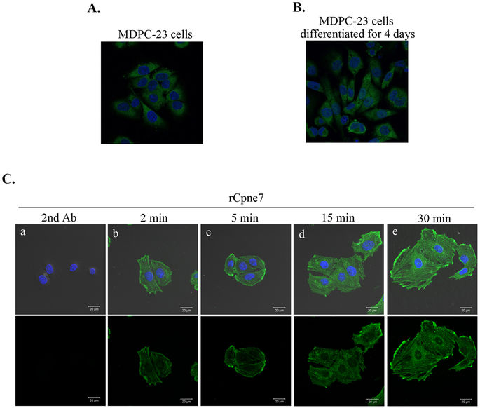 Copine-7 binds to the cell surface receptor, nucleolin, and regulates ...