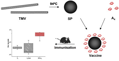 Study of rubella candidate vaccine based on a structurally modified ...