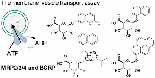 人类转运蛋白对葡糖醛酸苷外排的选择性：MRP4对4-甲基伞形酮和1-萘酚葡糖醛酸具有高活性，而MRP3则显示立体选择性的普萘洛尔葡糖醛酸苷转运。,Molecular Pharmaceutics ...