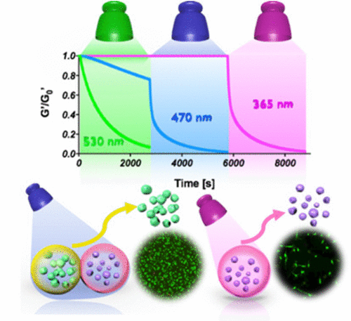 Photolabile Hydrogels Responsive to Broad Spectrum Visible Light for ...