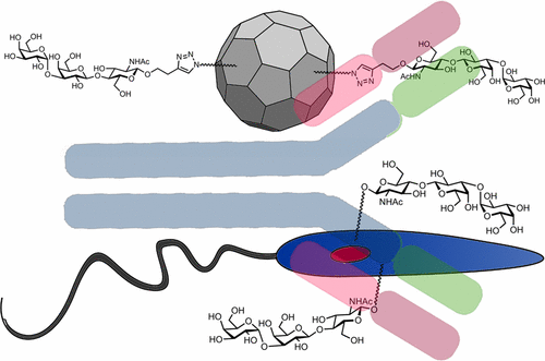 Virus-like Particle Display of the α-Gal Carbohydrate for Vaccination ...