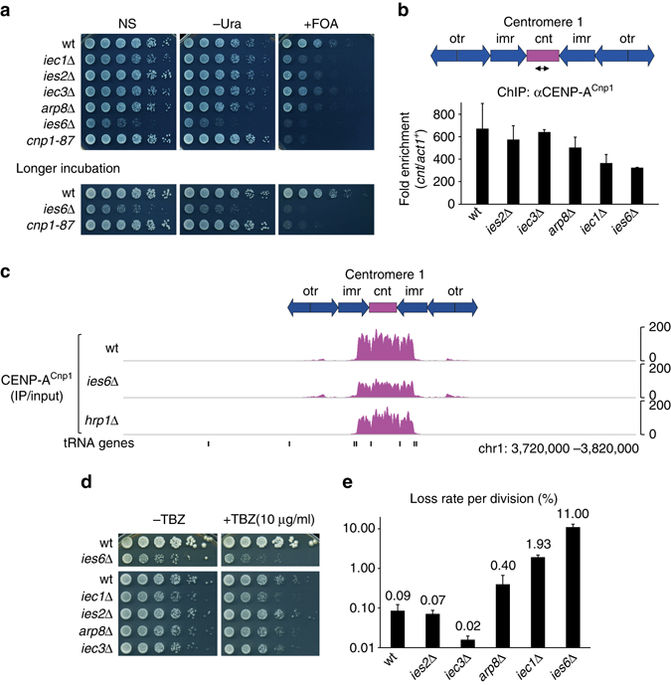 The Ino80 complex mediates epigenetic centromere propagation via active ...