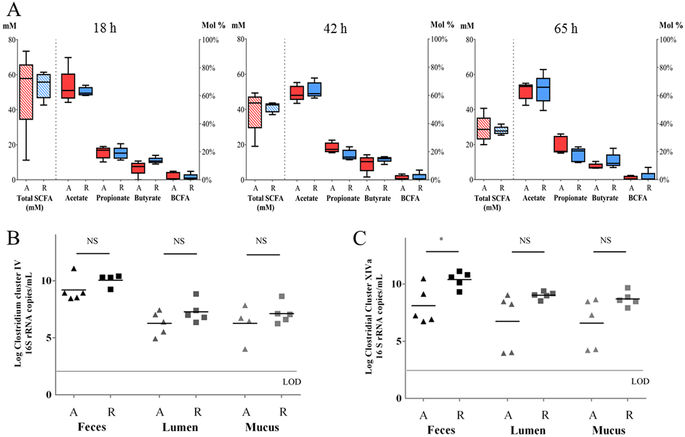 Butyrate-producing bacteria supplemented in vitro to Crohn's disease ...