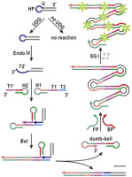 A label-free and highly sensitive strategy for uracil-DNA glycosylase ...