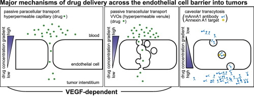 Overcoming key biological barriers to cancer drug delivery and efficacy ...