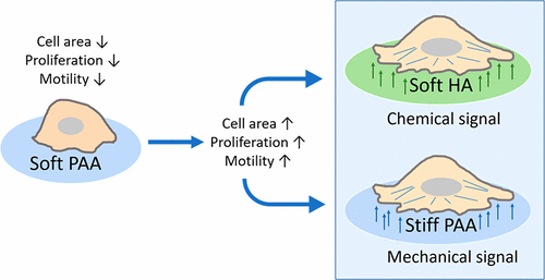 Soft Substrates Containing Hyaluronan Mimic the Effects of Increased ...