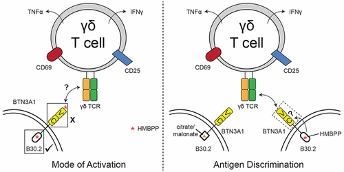BTN3A1 Discriminates γδ T Cell Phosphoantigens from Nonantigenic Small ...