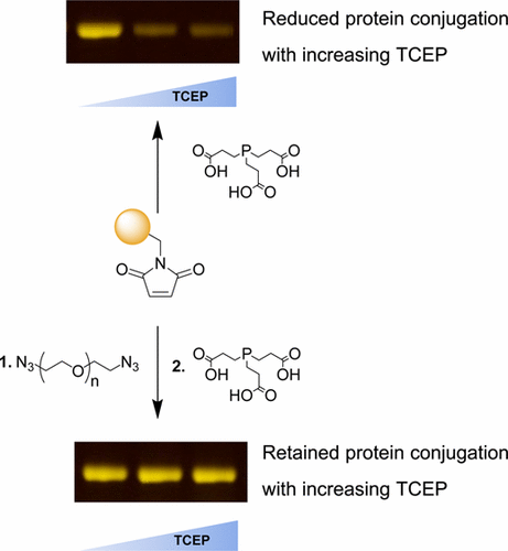 In Situ Quenching of Trialkylphosphine Reducing Agents Using Water ...