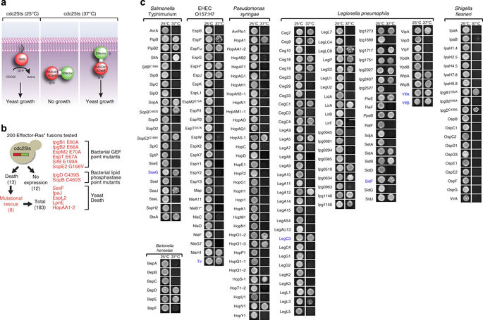 A systematic exploration of the interactions between bacterial effector ...