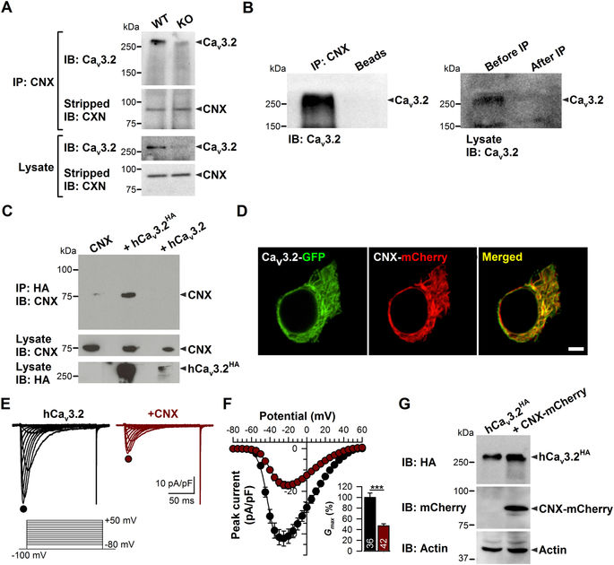The Cacna1h mutation in the GAERS model of absence epilepsy enhances T ...