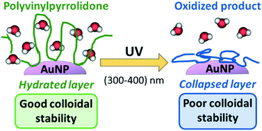 Ultraviolet photo-oxidation of polyvinylpyrrolidone (PVP) coatings on ...