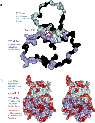 Structure of the human transcobalamin beta domain in four distinct ...