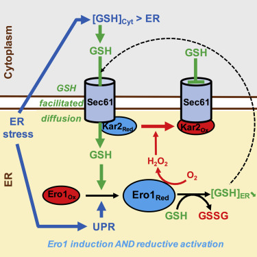 Sec61谷胱甘肽的内质网运输受Ero1和Bip的调节。,Molecular Cell - X-MOL