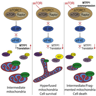 mTOR Controls Mitochondrial Dynamics and Cell Survival via MTFP1 ...