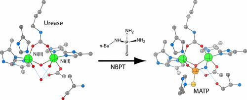 Urease Inhibition in the Presence of N-(n-Butyl)thiophosphoric Triamide ...