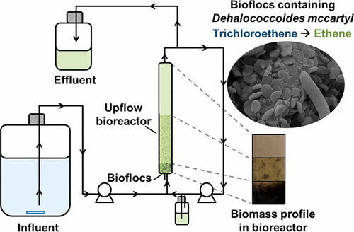 Dehalococcoides mccartyi的 生物絮凝与氯化乙烯的高速率还原脱卤反应,Environmental Science ...