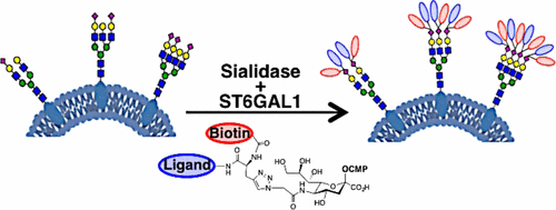 通过使用双功能CMP-Neu5Ac衍生物的外源酶转移进行细胞表面糖工程。,Journal of the American Chemical ...