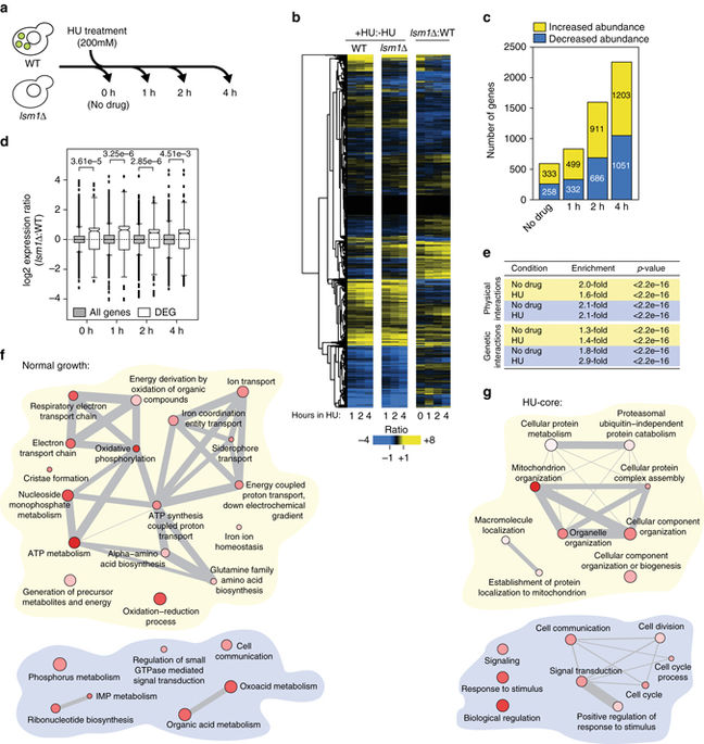 P-body proteins regulate transcriptional rewiring to promote DNA ...