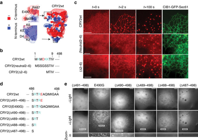 Understanding CRY2 interactions for optical control of intracellular ...