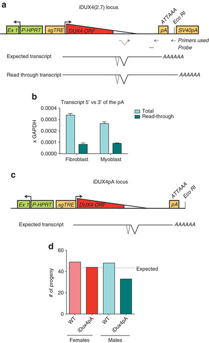 Muscle pathology from stochastic low level DUX4 expression in an FSHD ...