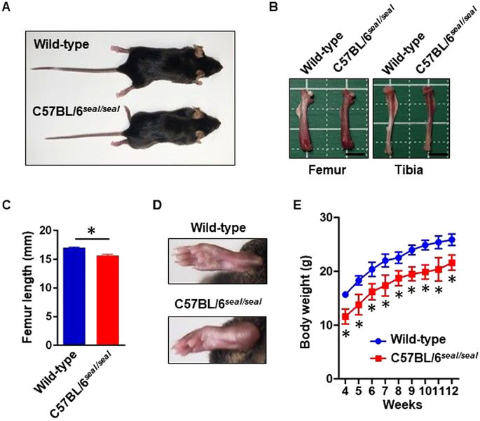 An ENU-induced splice site mutation of mouse Col1a1 causing recessive ...