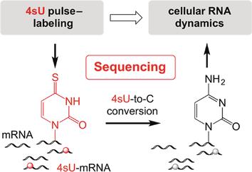 Osmium-Mediated Transformation of 4-Thiouridine to Cytidine as Key To ...