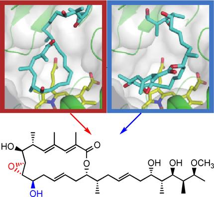 参与FD-891生物合成的双功能P450单加氧酶GfsF对底物的识别,ChemBioChem - X-MOL