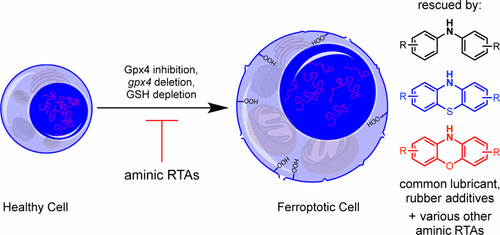 The Potency of Diarylamine Radical-Trapping Antioxidants as Inhibitors ...