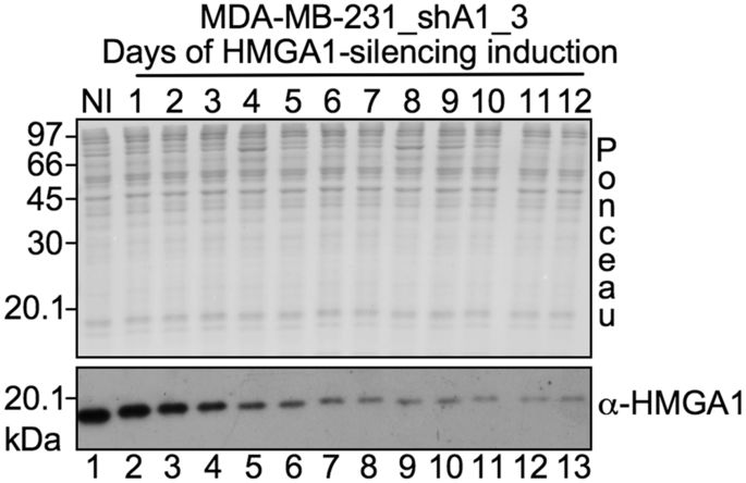 HMGA1调节乳腺癌细胞分泌组中的纤溶酶原激活系统。,Scientific Reports - X-MOL