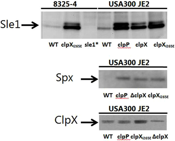 ClpXP蛋白酶可用于降解金黄色葡萄球菌中未折叠的蛋白质。,Scientific Reports - X-MOL