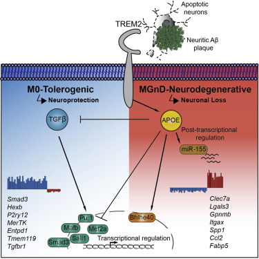 The TREM2-APOE Pathway Drives the Transcriptional Phenotype of ...