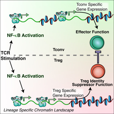 An NF-κB Transcription-Factor-Dependent Lineage-Specific ...