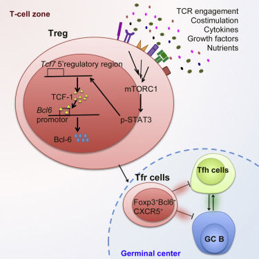 The Kinase mTORC1 Promotes the Generation and Suppressive Function of ...