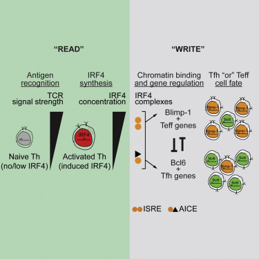 The IRF4 Gene Regulatory Module Functions as a Read-Write Integrator to ...
