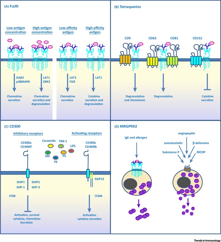 Positive and Negative Signals in Mast Cell Activation,Trends in ...
