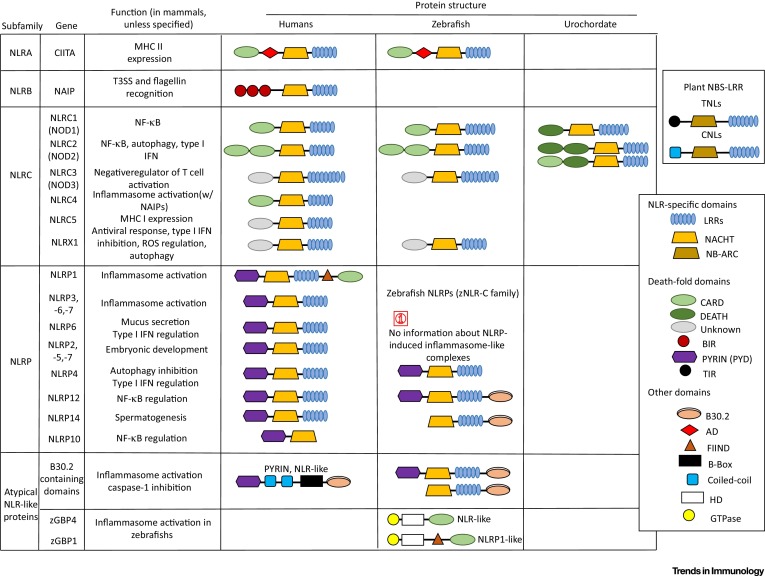 NLR函数和结构的演化收敛与发散,Trends in Immunology - X-MOL