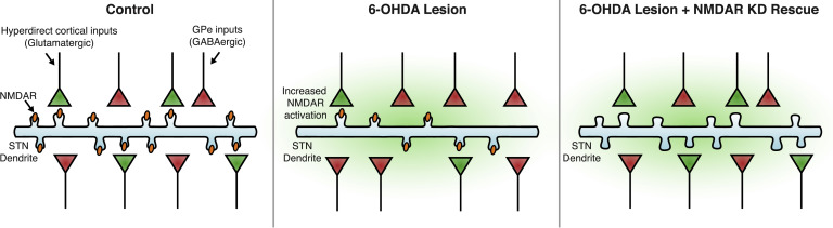 揭示NMDA受体在多巴胺丧失后调节STN输入中的作用。,Neuron - X-MOL