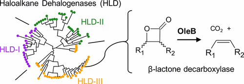 OleB from Bacterial Hydrocarbon Biosynthesis Is a β-Lactone ...
