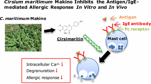 Cirsium maritimum Makino Inhibits the Antigen/Immunoglobulin-E-Mediated ...