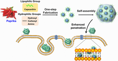 Understanding the Capsanthin Tails in Regulating the Hydrophilic ...