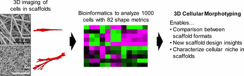 A Bioinformatics 3D Cellular Morphotyping Strategy for Assessing ...