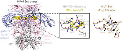 Crystal structures of trimeric HIV envelope with entry inhibitors BMS ...