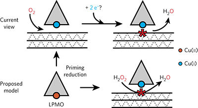 Oxidative cleavage of polysaccharides by monocopper enzymes depends on ...