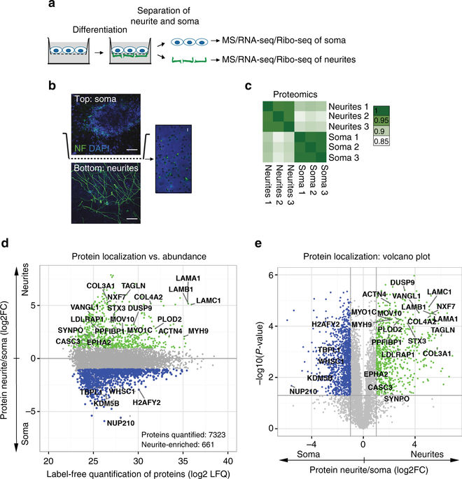 RNA localization is a key determinant of neurite-enriched proteome.,Nature Communications - X-MOL