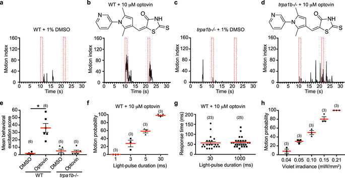 A high-conductance chemo-optogenetic system based on the vertebrate ...