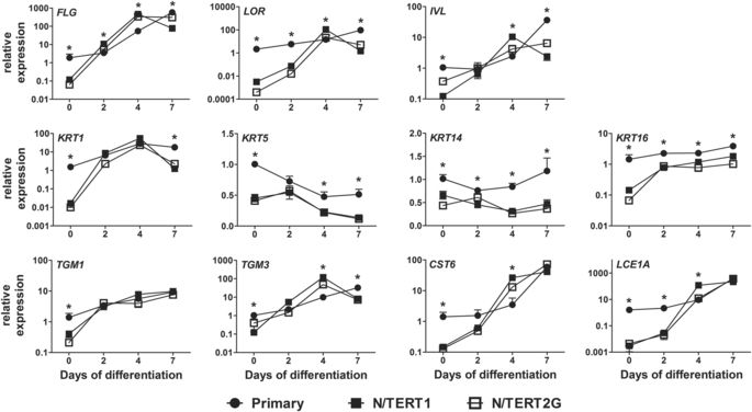 Immortalized N/TERT keratinocytes as an alternative cell source in 3D ...