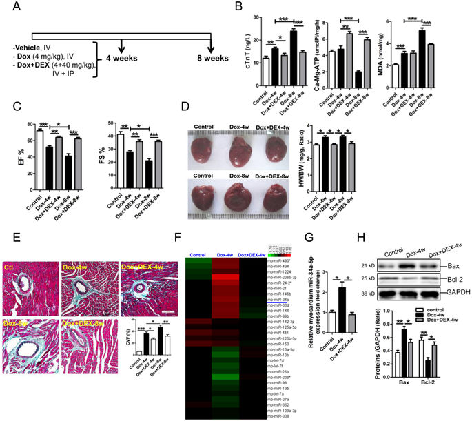 Activation Of Mir 34a 5p Sirt1 P66shc Pathway Contributes To