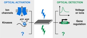 Optogenetic methods in drug screening: technologies and applications ...
