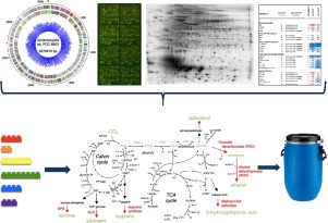 Systems and synthetic biology for the biotechnological application of ...