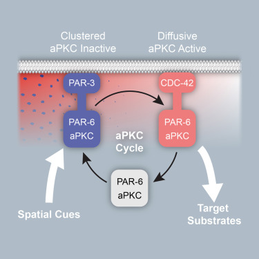 aPKC Cycles between Functionally Distinct PAR Protein Assemblies to ...